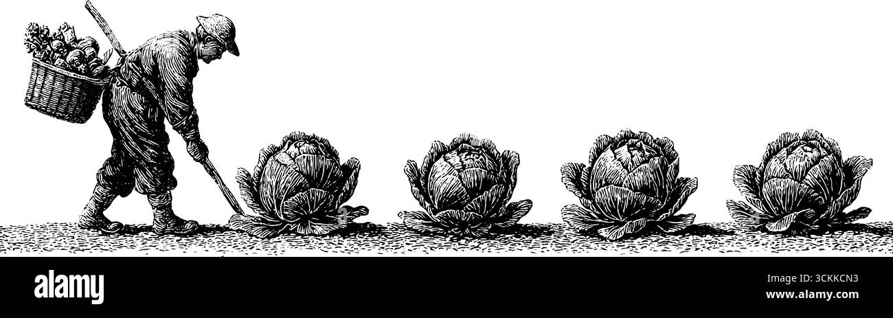 Engraved vintage illustration of farmer and cabbage row for design use ...