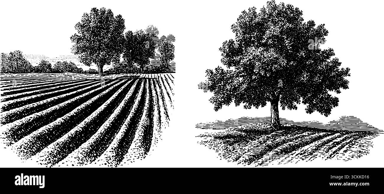 Vintage engraved landscape set featuring ploughed field and tree Stock ...