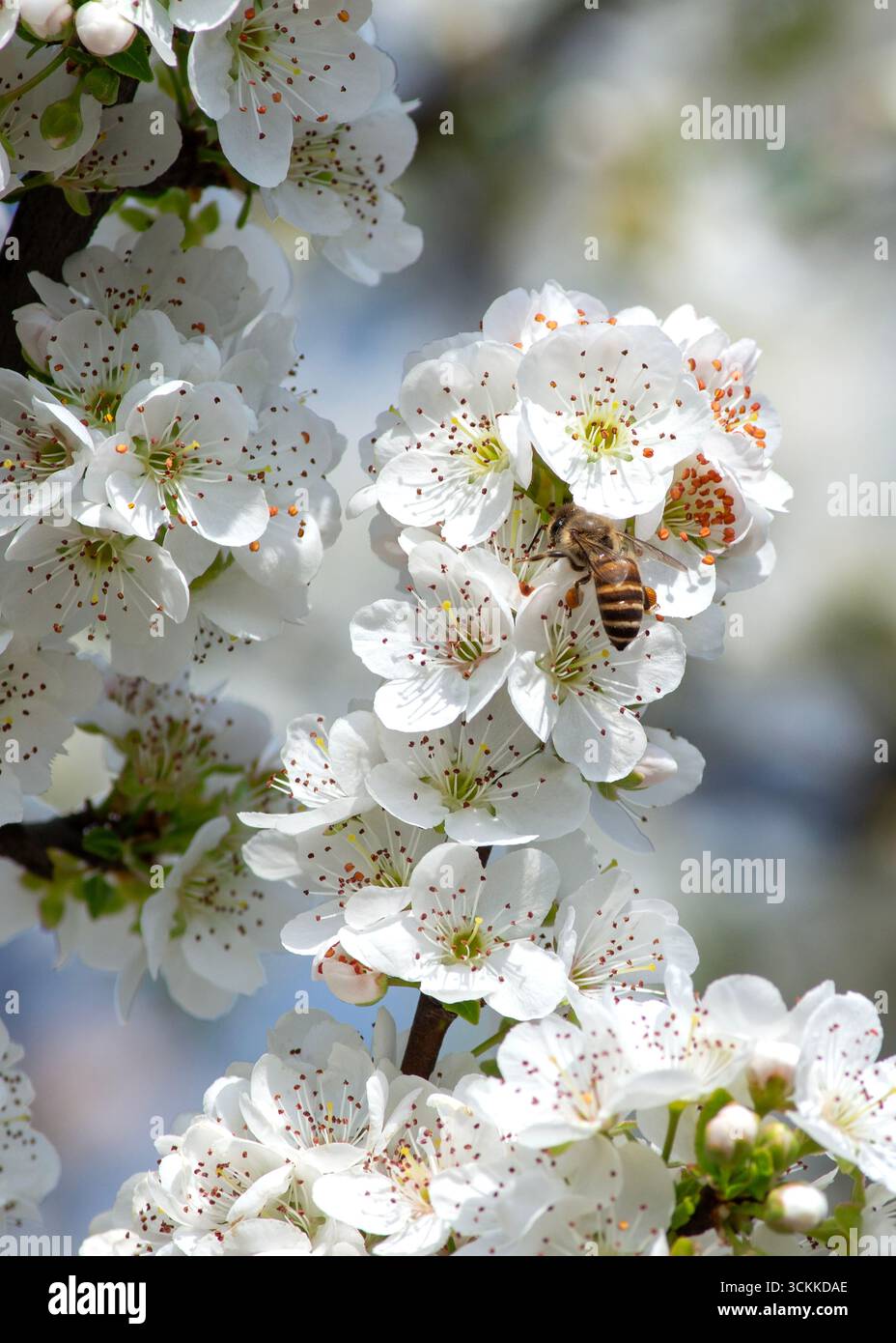 Bee collecting pollen from plum hi-res stock photography and images - Alamy