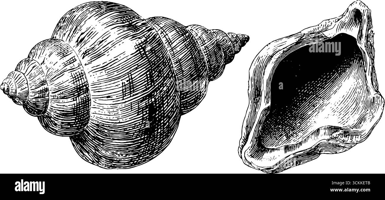 Detailed engraved illustration of whelk and conch shell spirals for ...