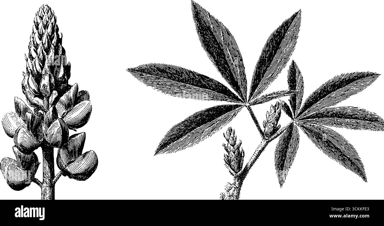Vintage botanical art lupine hi-res stock photography and images - Alamy