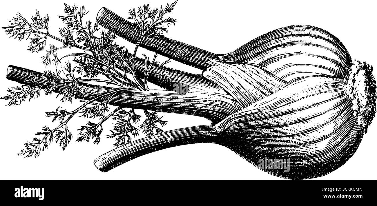 Engraved fennel bulb illustration with trimmed stalks for vintage ...