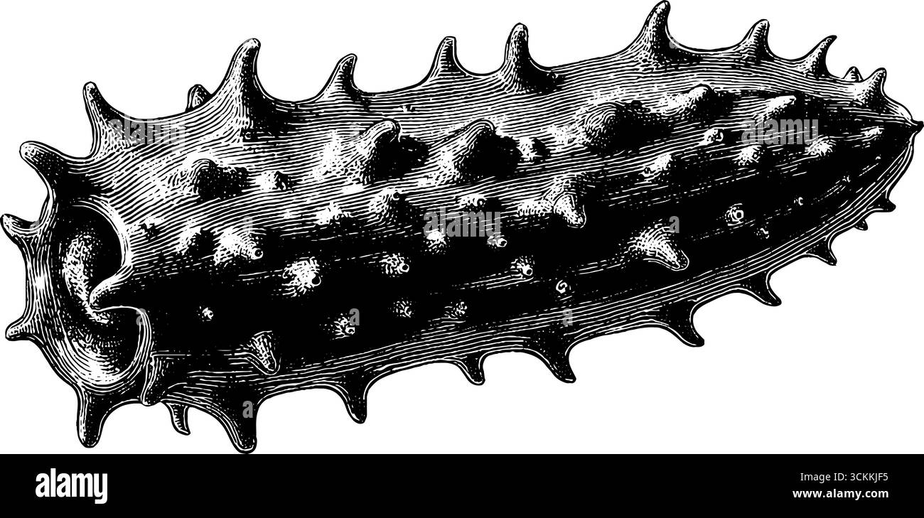 Marine life sea cucumber Stock Vector Images - Alamy