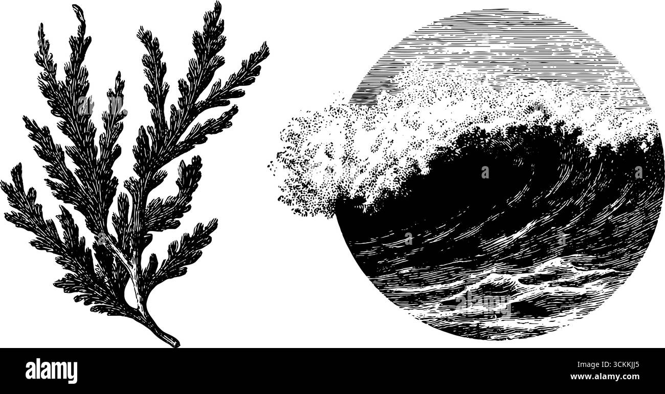 Engraved seaweed fronds and ocean wave scene for nature-inspired design ...