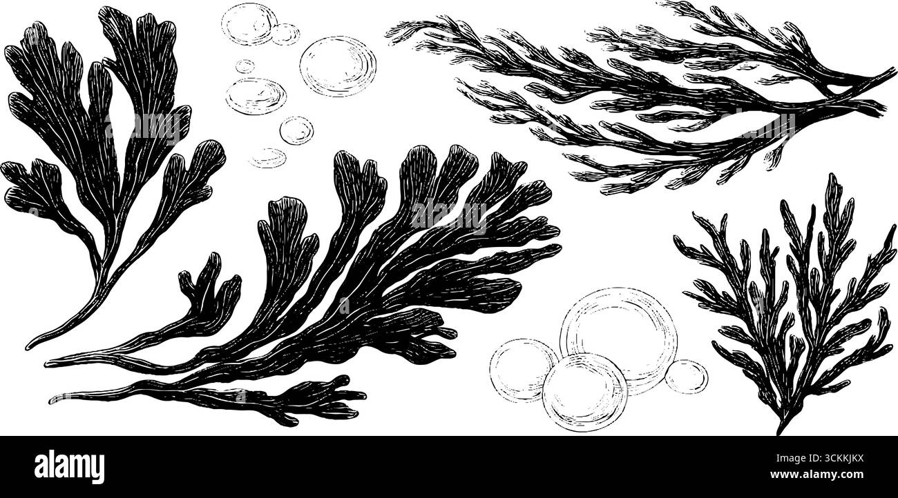 Engraved seaweed and waves set for nautical design Stock Vector Image ...