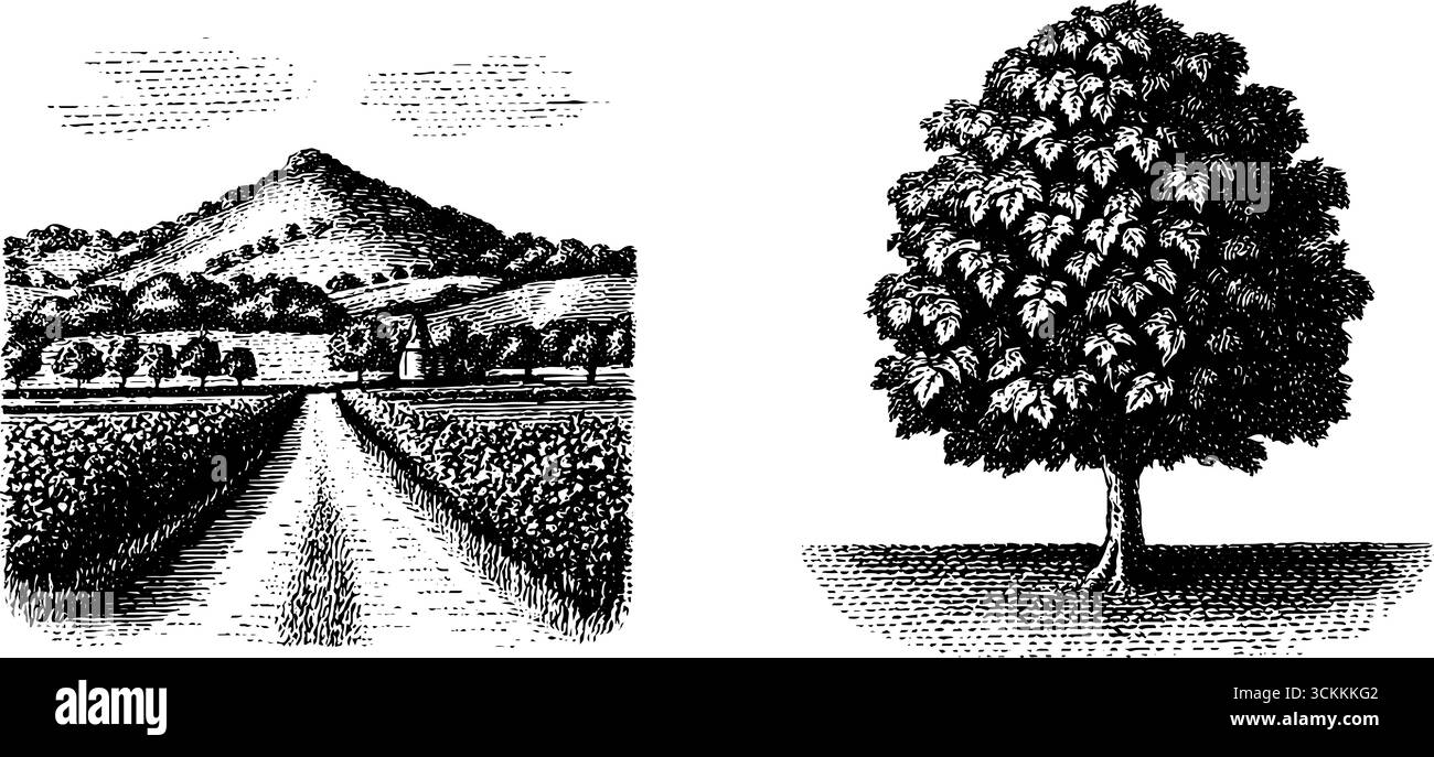 Engraved country lane and tree illustration for rustic design Stock ...