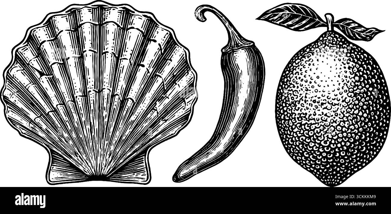 Engraved illustration set of scallop shell, chili pepper, and lemon for ...