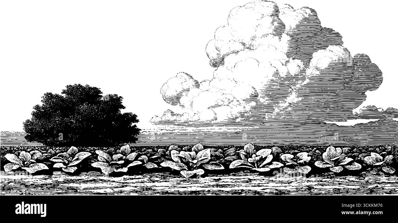Engraved landscape with lush vegetation and dramatic clouds for nature ...