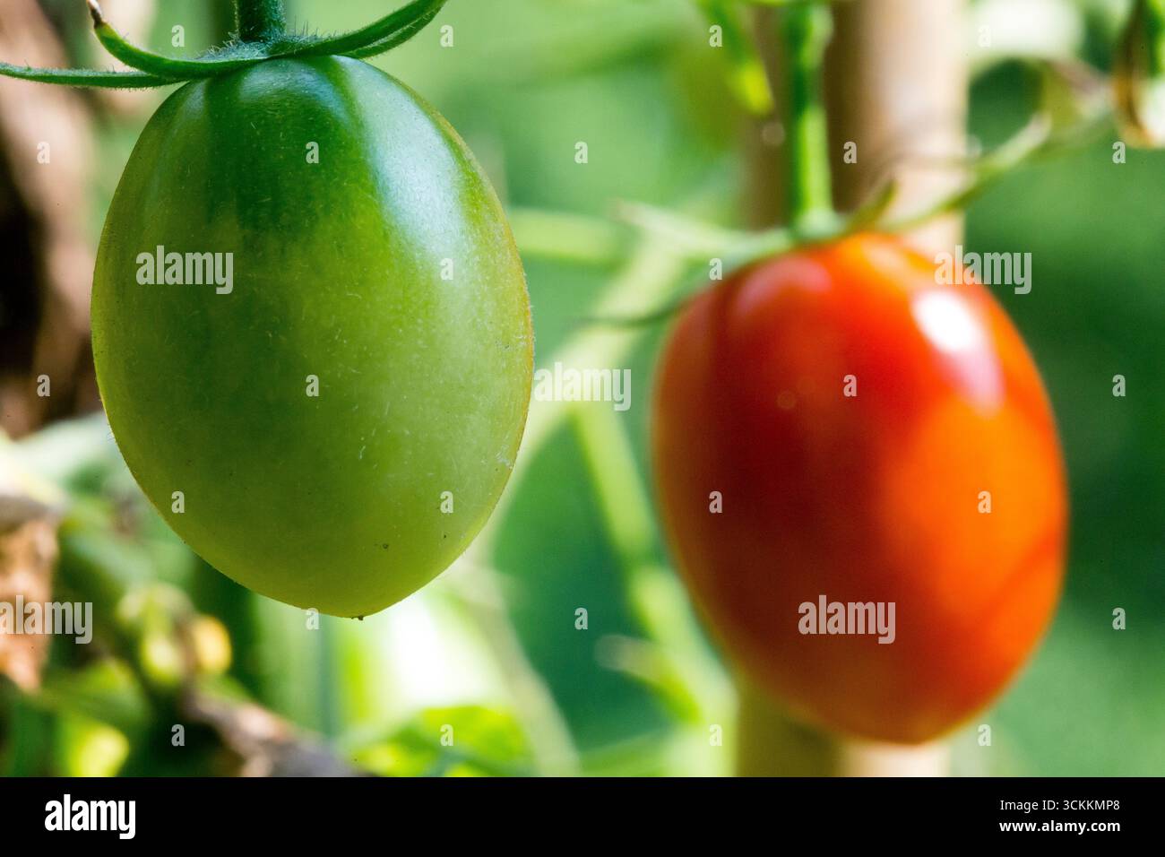 Tomato crop mexico hi-res stock photography and images - Alamy