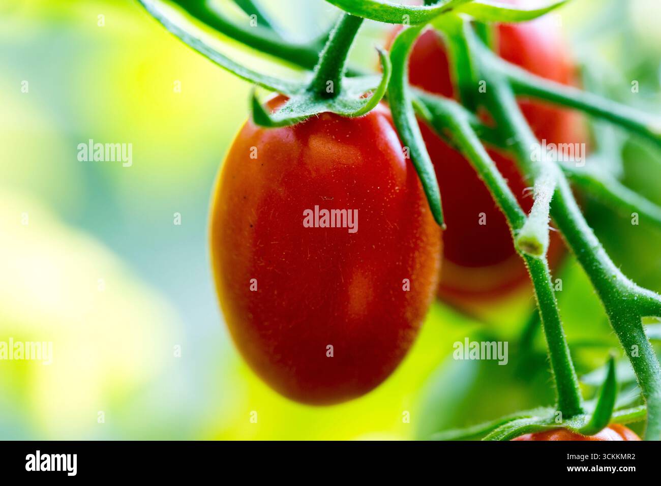 Tomato crop mexico hi-res stock photography and images - Alamy