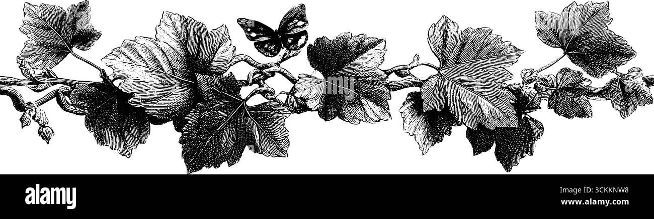 Vintage engraved frame of biloba vines with butterfly for retro design ...
