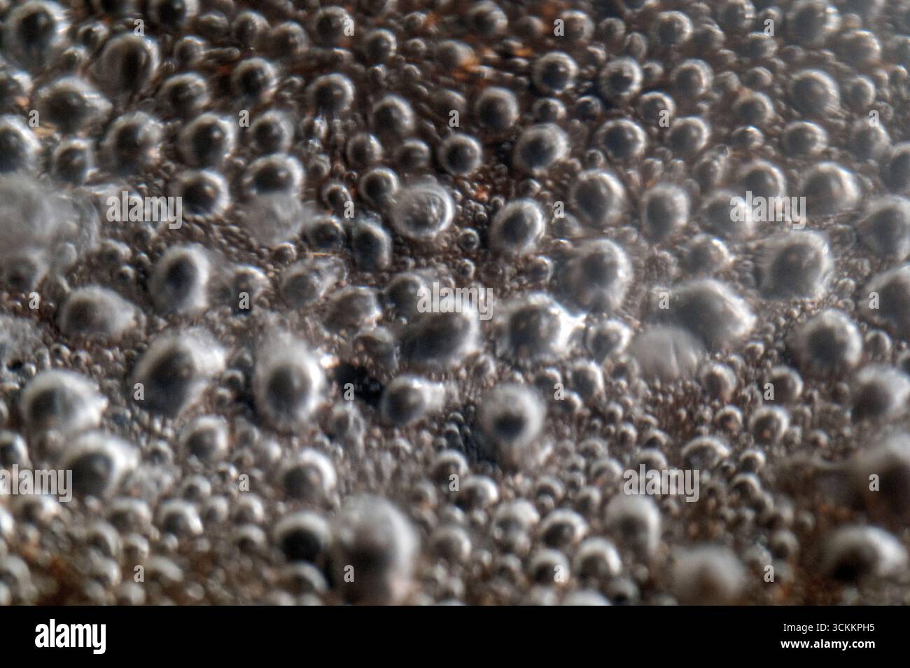 Boiling water abstract background hi-res stock photography and images ...