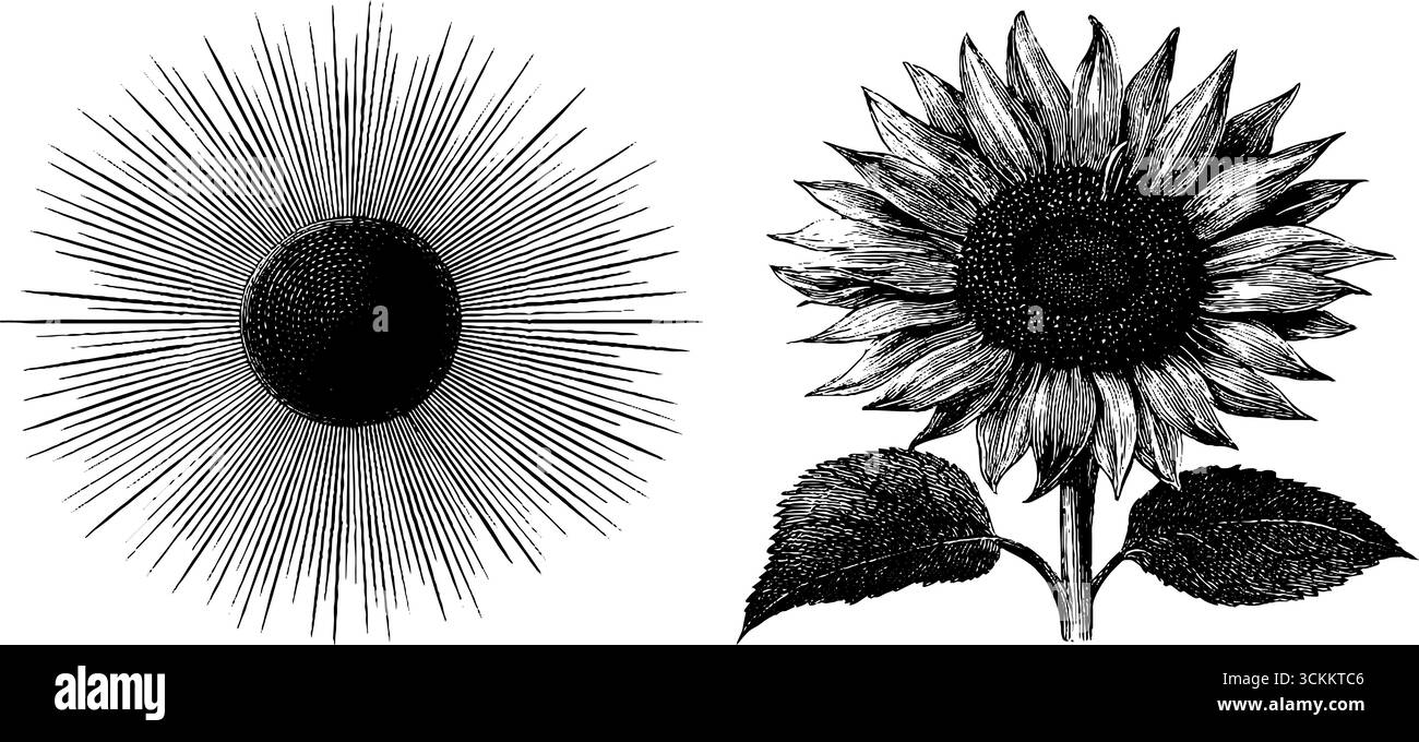 Vintage engraved illustration set of sun and sunflower design for art ...