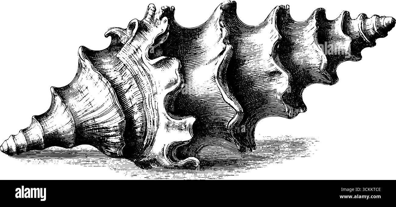 Engraved sea shell illustration with spiral design for retro and ...