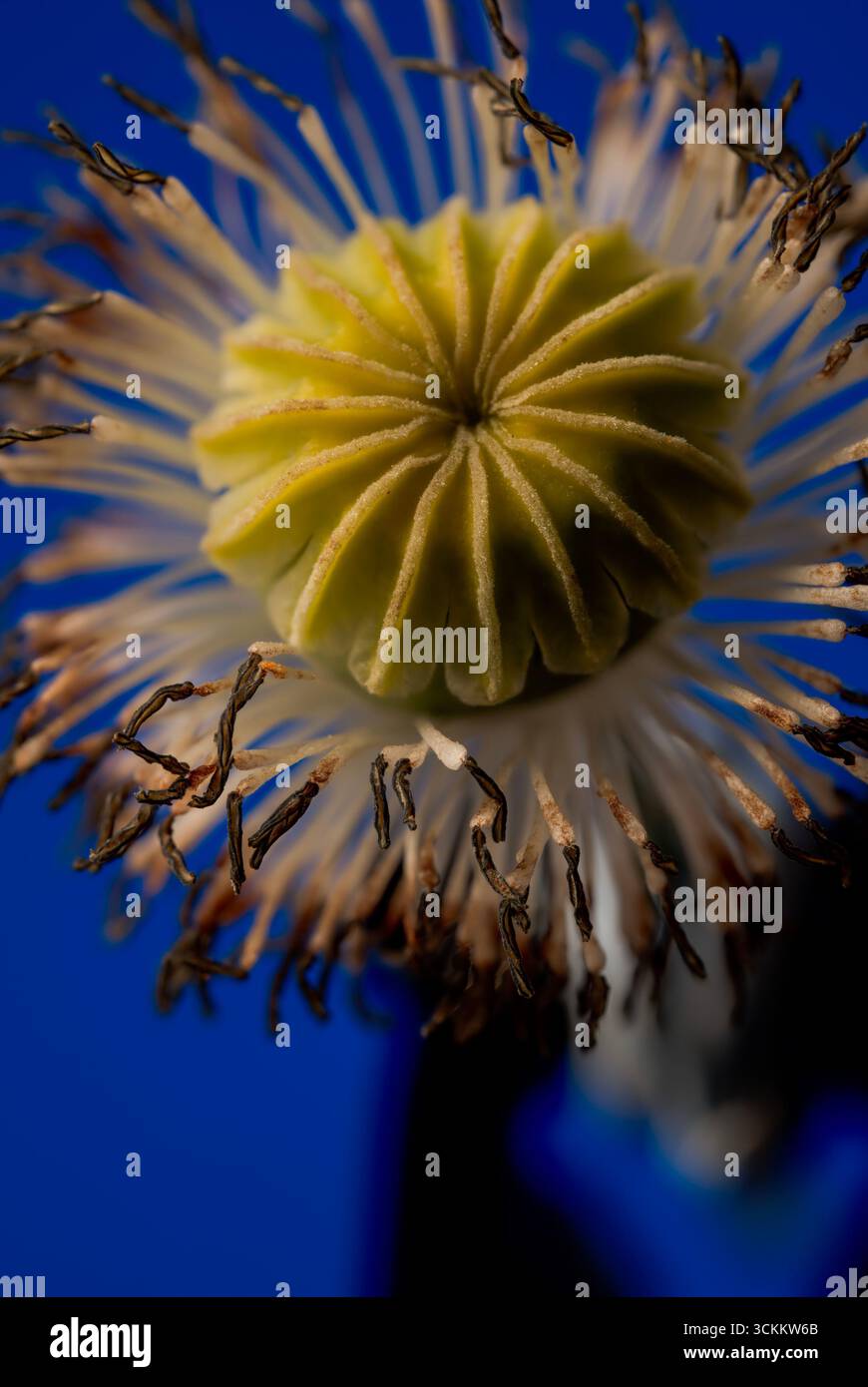Macro image of Papaver Somniferum, opium poppy, seedhead against a ...