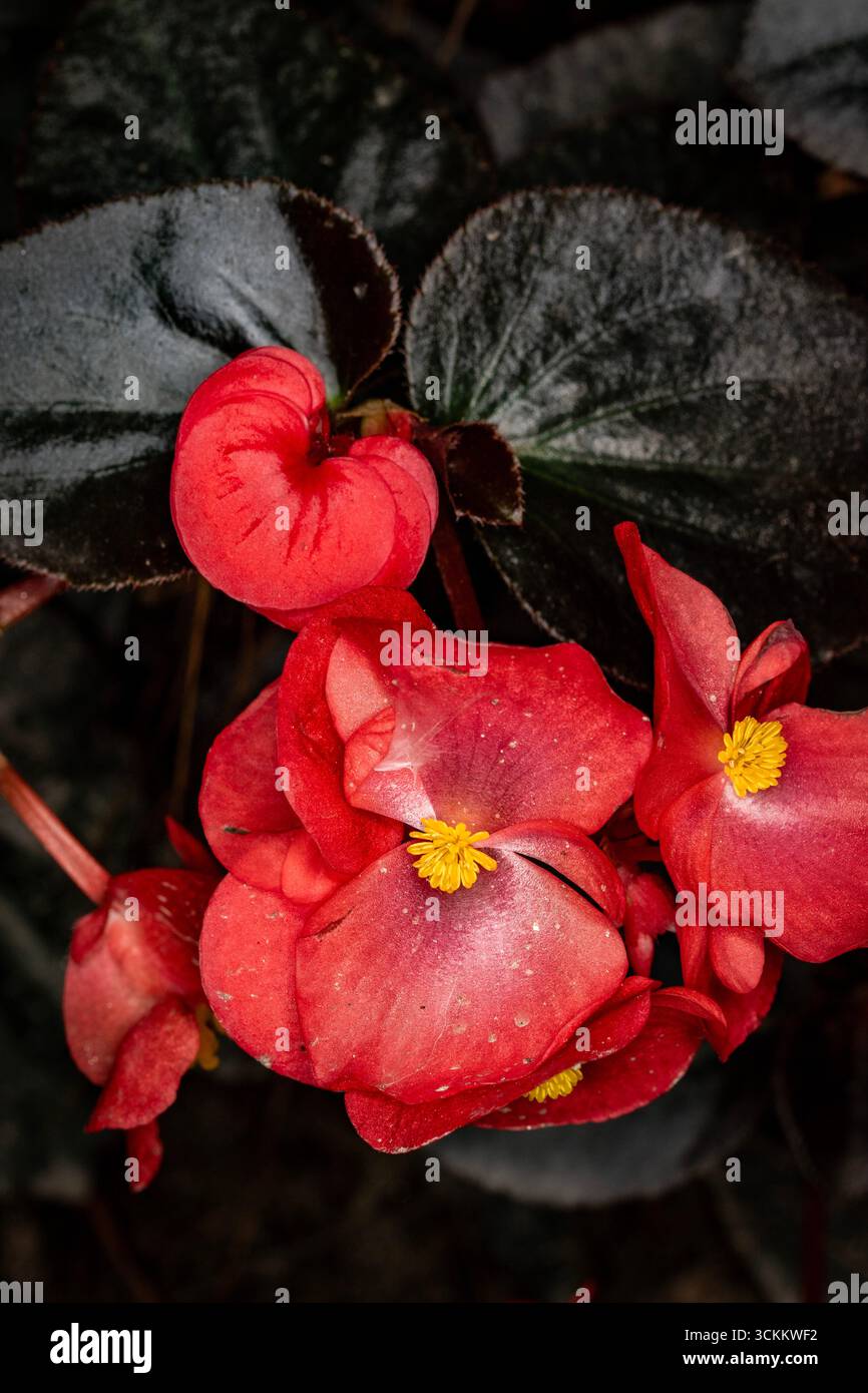 Natural close up flowering plant portrait of the stunning Begonia ...