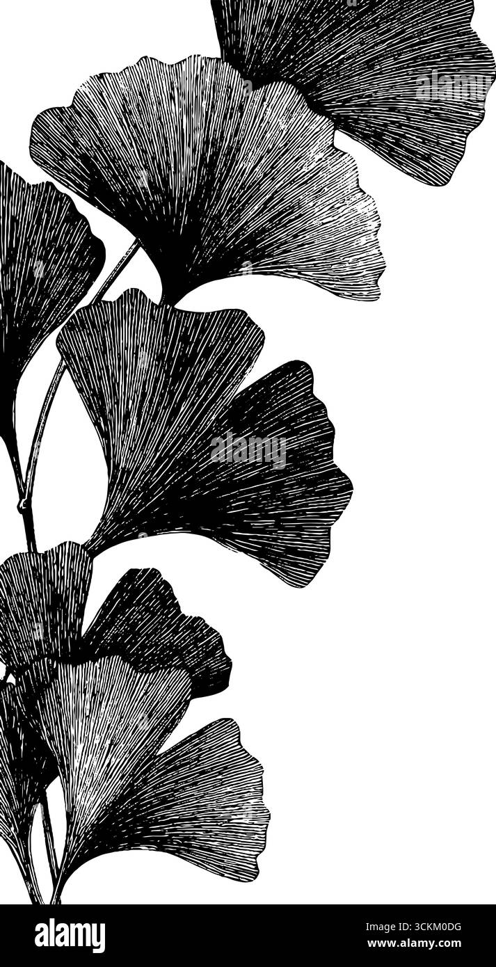 Vintage ginkgo leaf border hi-res stock photography and images - Alamy