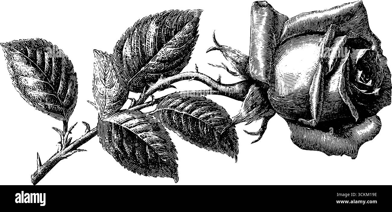 Vintage engraving of faded rose with missing petals for retro design ...