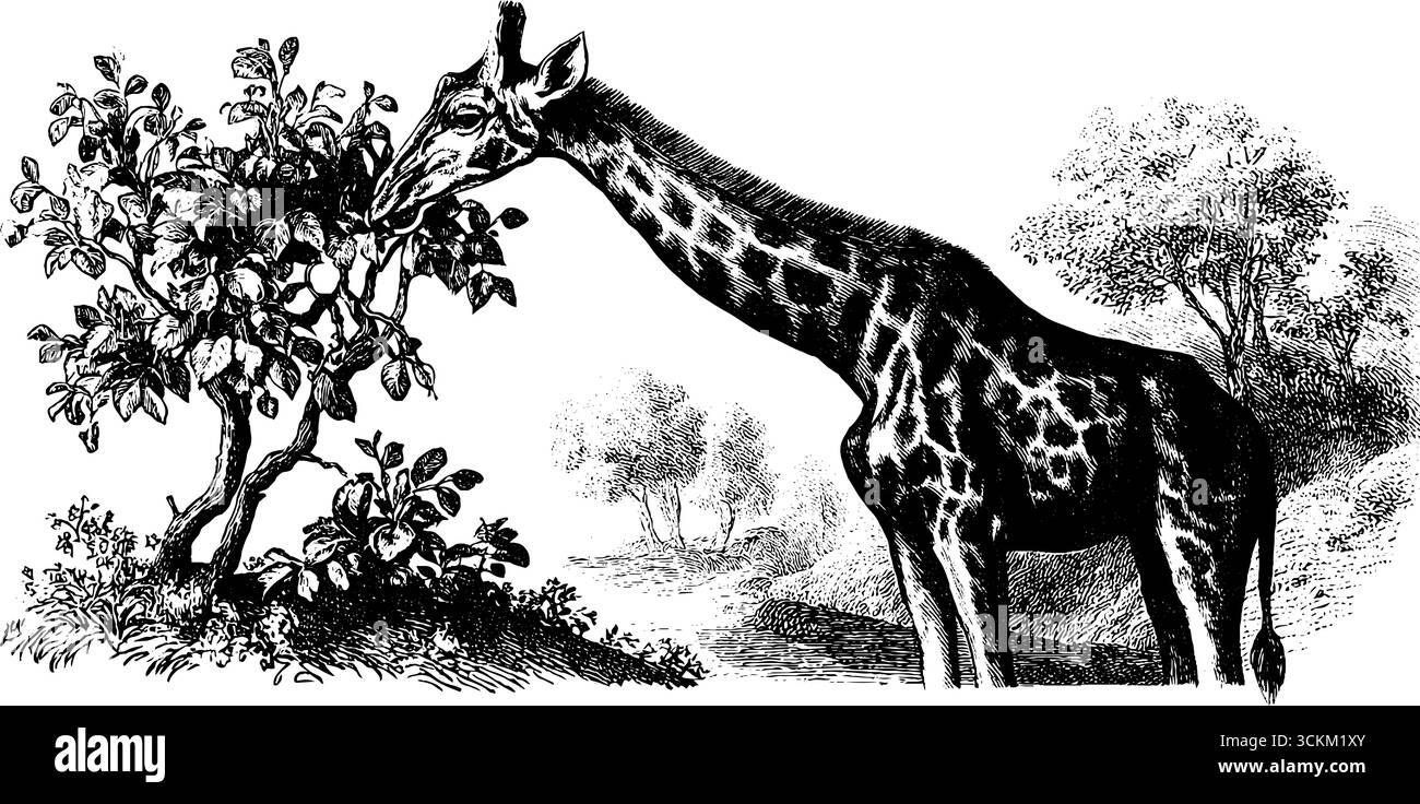 Vintage engraved giraffe silhouette nibbling from tree in retro ...
