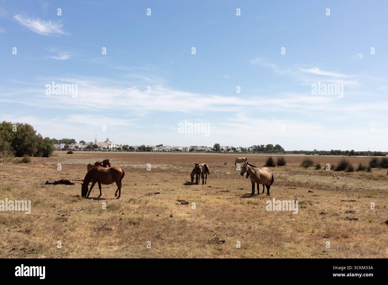 Donana National Park, Andalusia, Spain. 28 August 2025. Pine forests ...