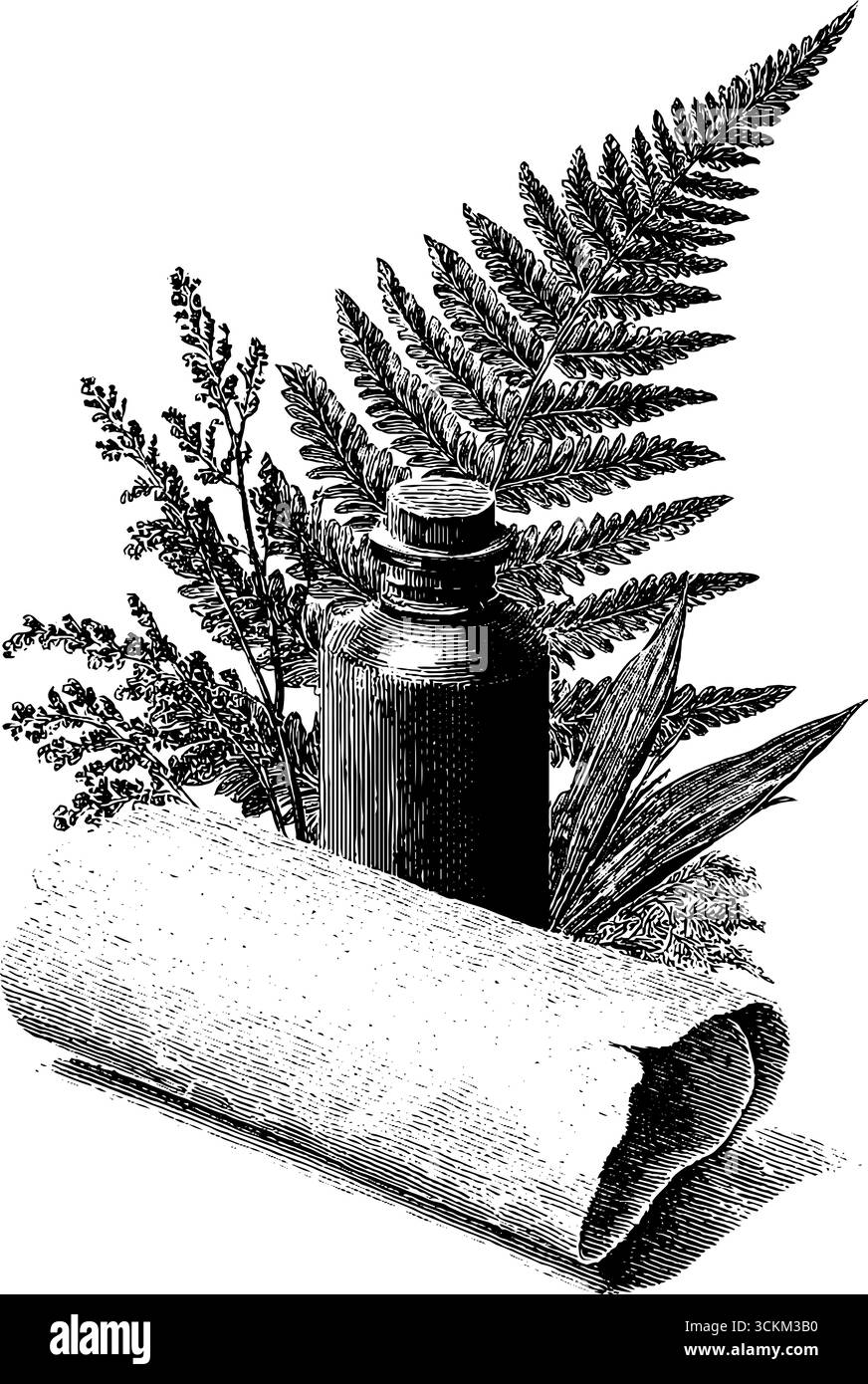 Vintage botanical engraving with scroll and bottle - hand drawn design ...