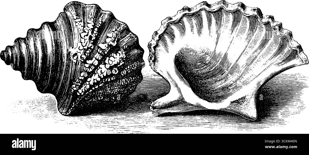 Vintage engraved illustration of spiral sea shells for nautical design ...