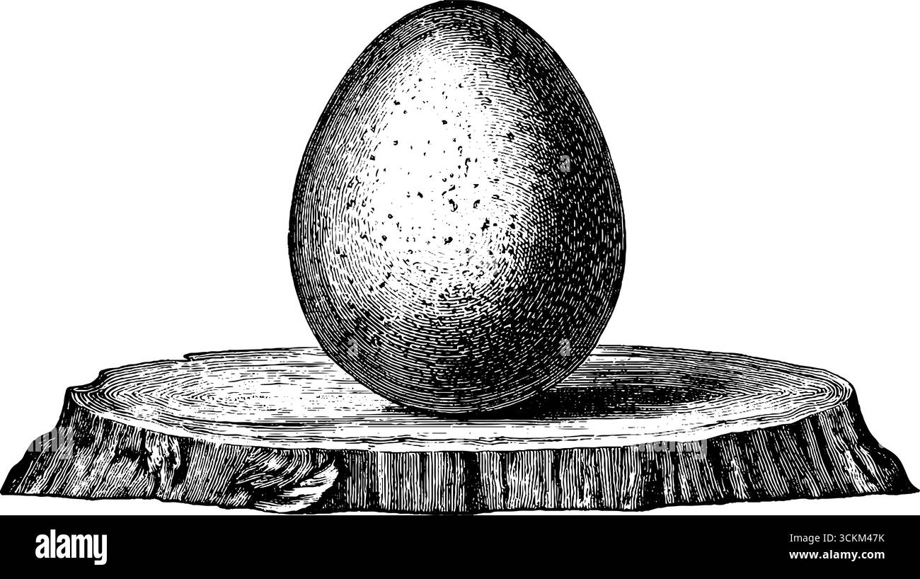 Egg sketch woodcut vintage Stock Vector Images - Alamy