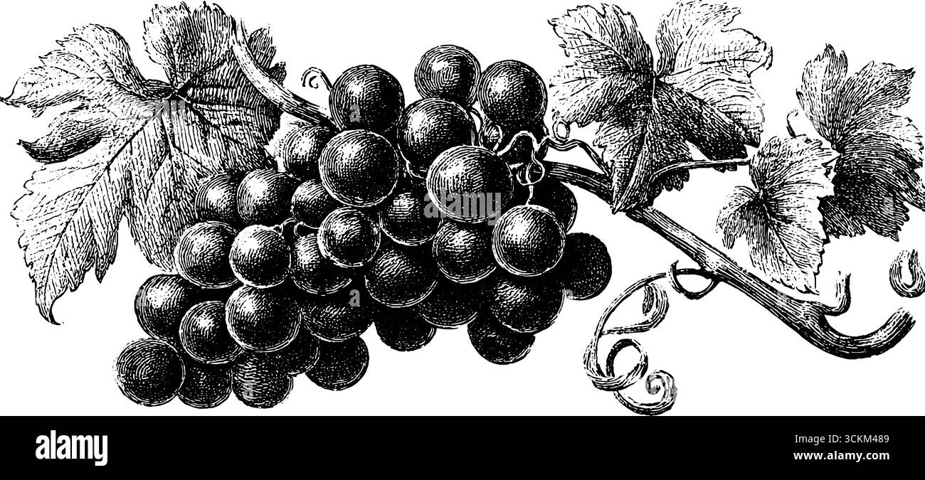 Vintage engraved bunch of grapes illustration for retro design and ...