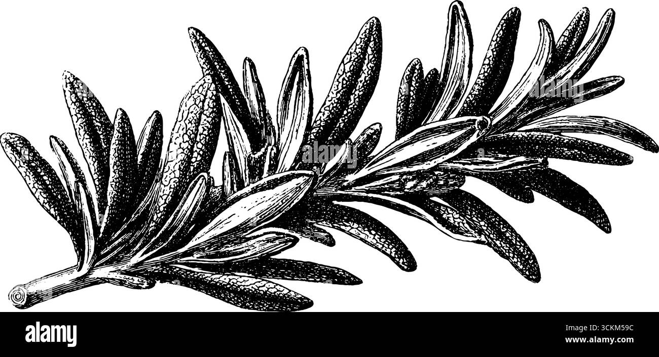 Vintage engraving of rosemary sprig for botanical art design Stock ...