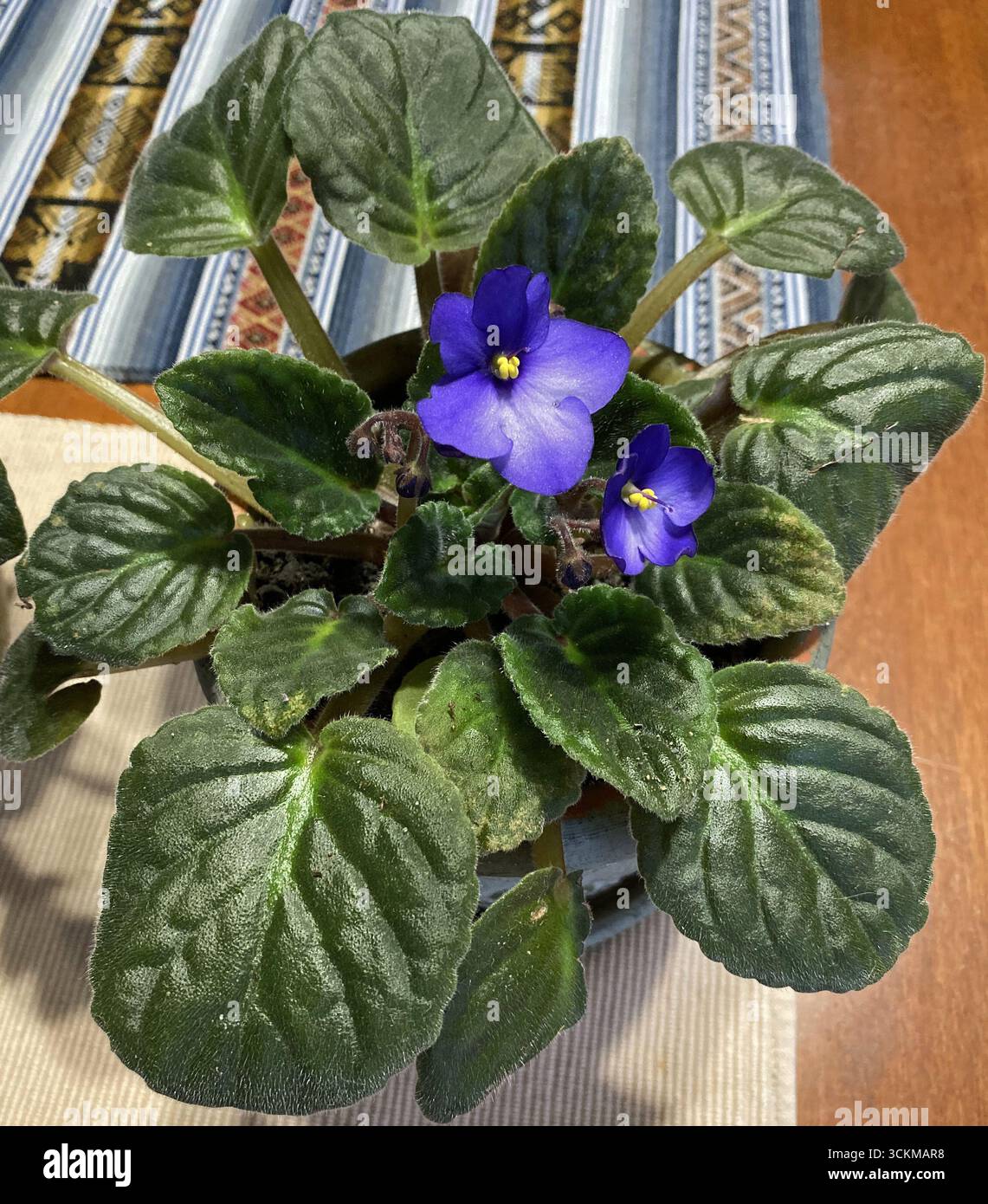 Looking down at an African Violet plant with two purple flowers ...