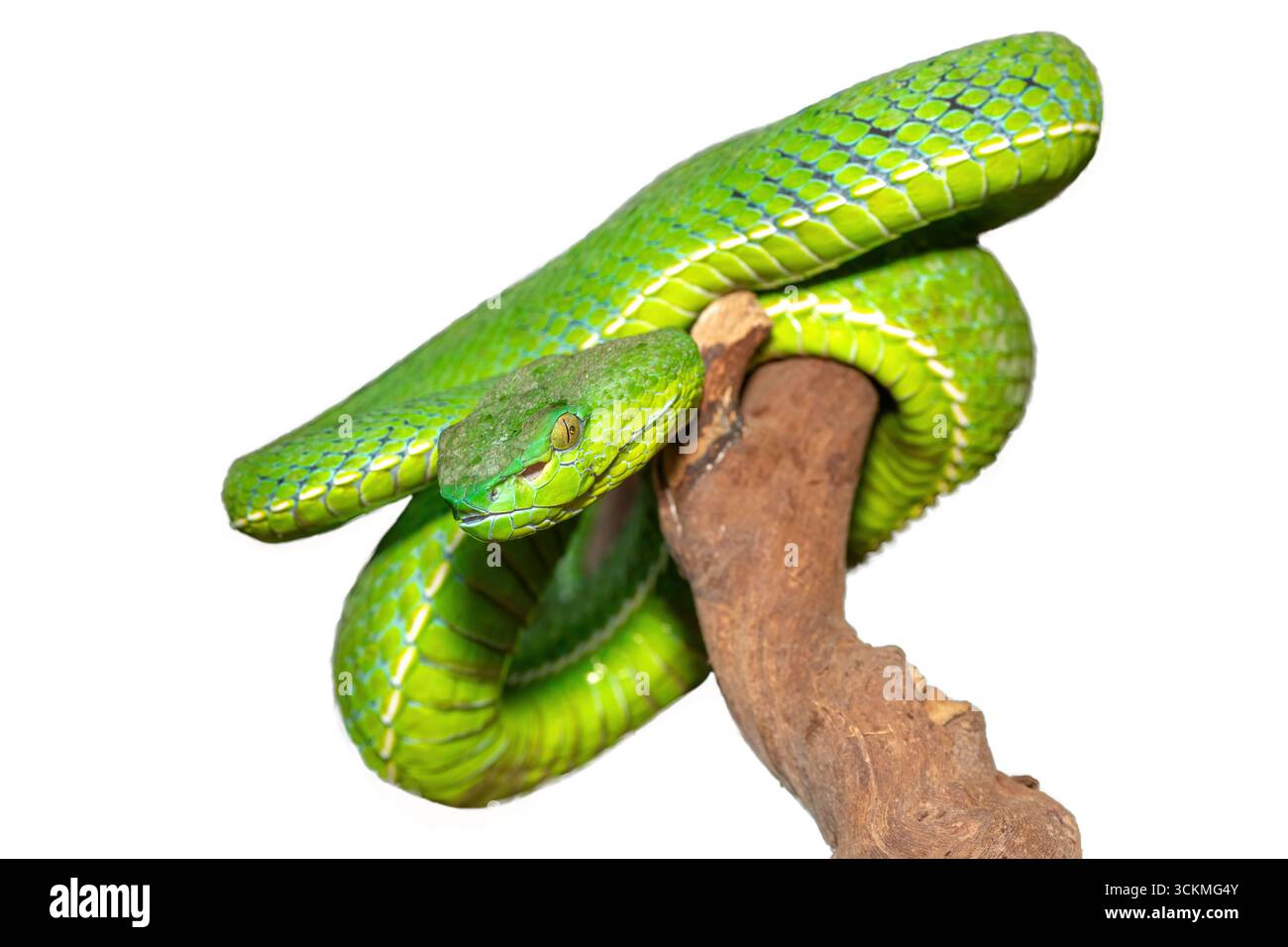 Close-up of a beautiful Vogel's pit viper (Trimeresurus vogeli), coiled ...
