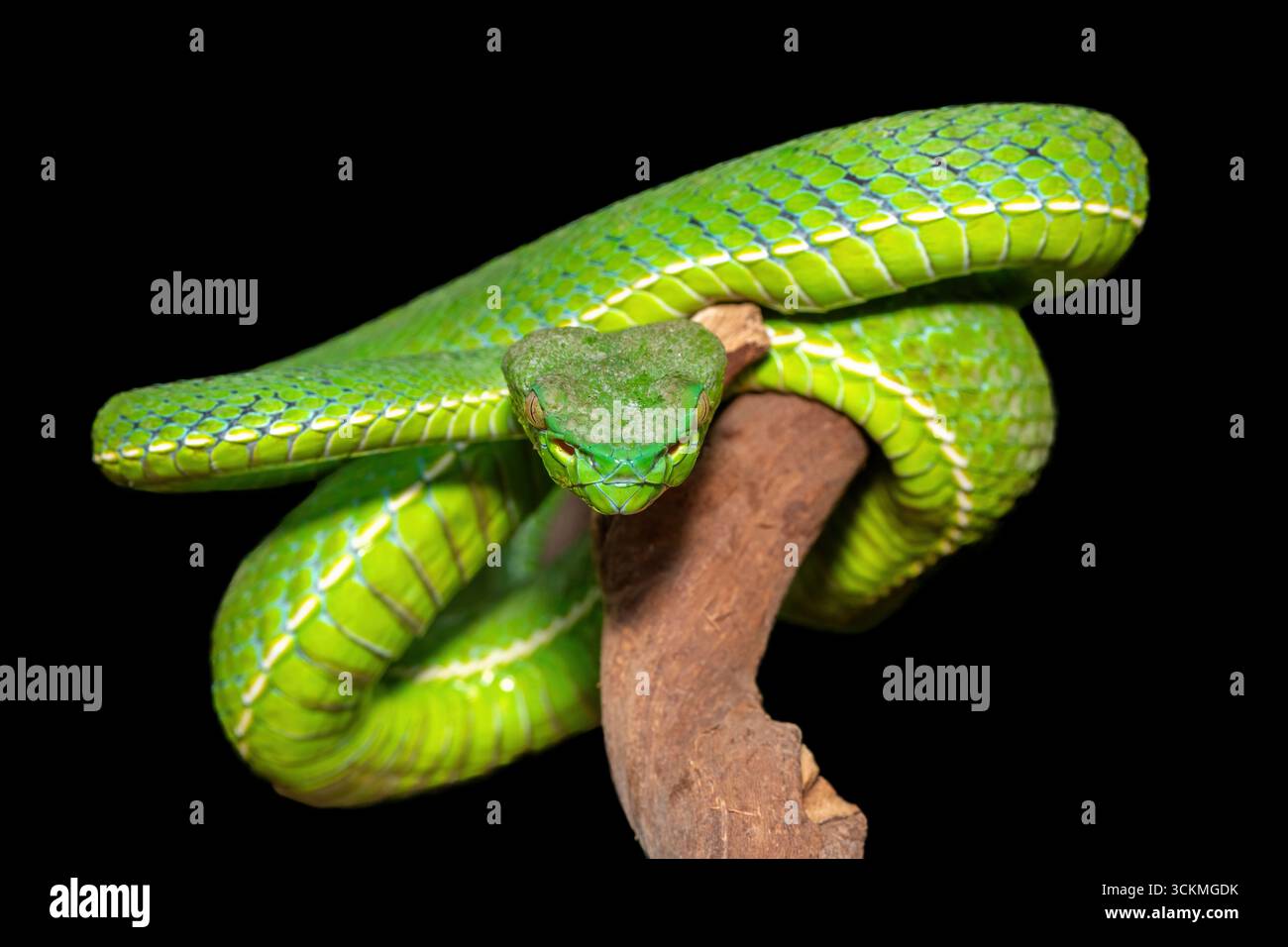 Close-up of a beautiful Vogel's pit viper (Trimeresurus vogeli), coiled ...
