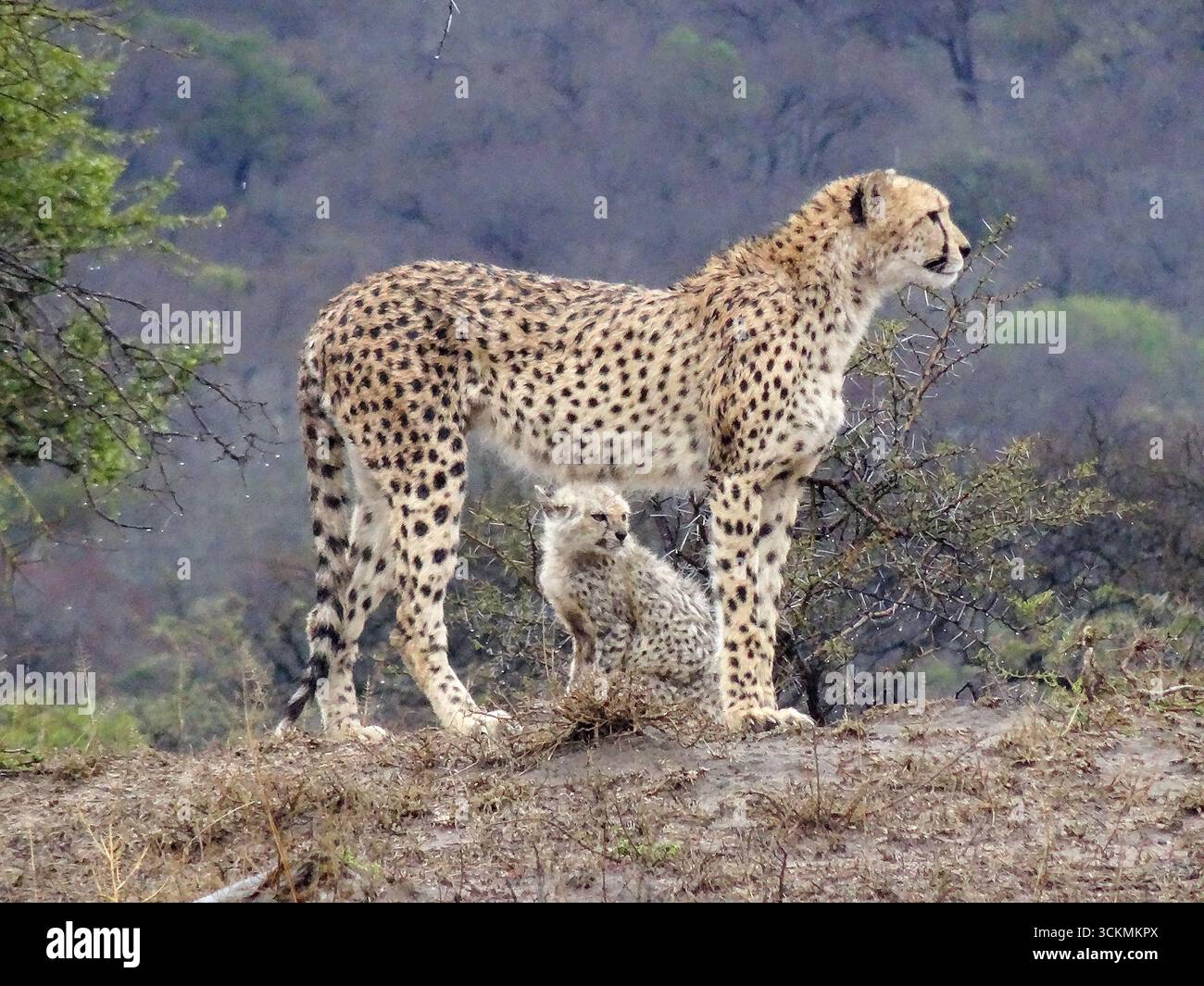 Cheetah standing on a grass with her baby Stock Photo - Alamy
