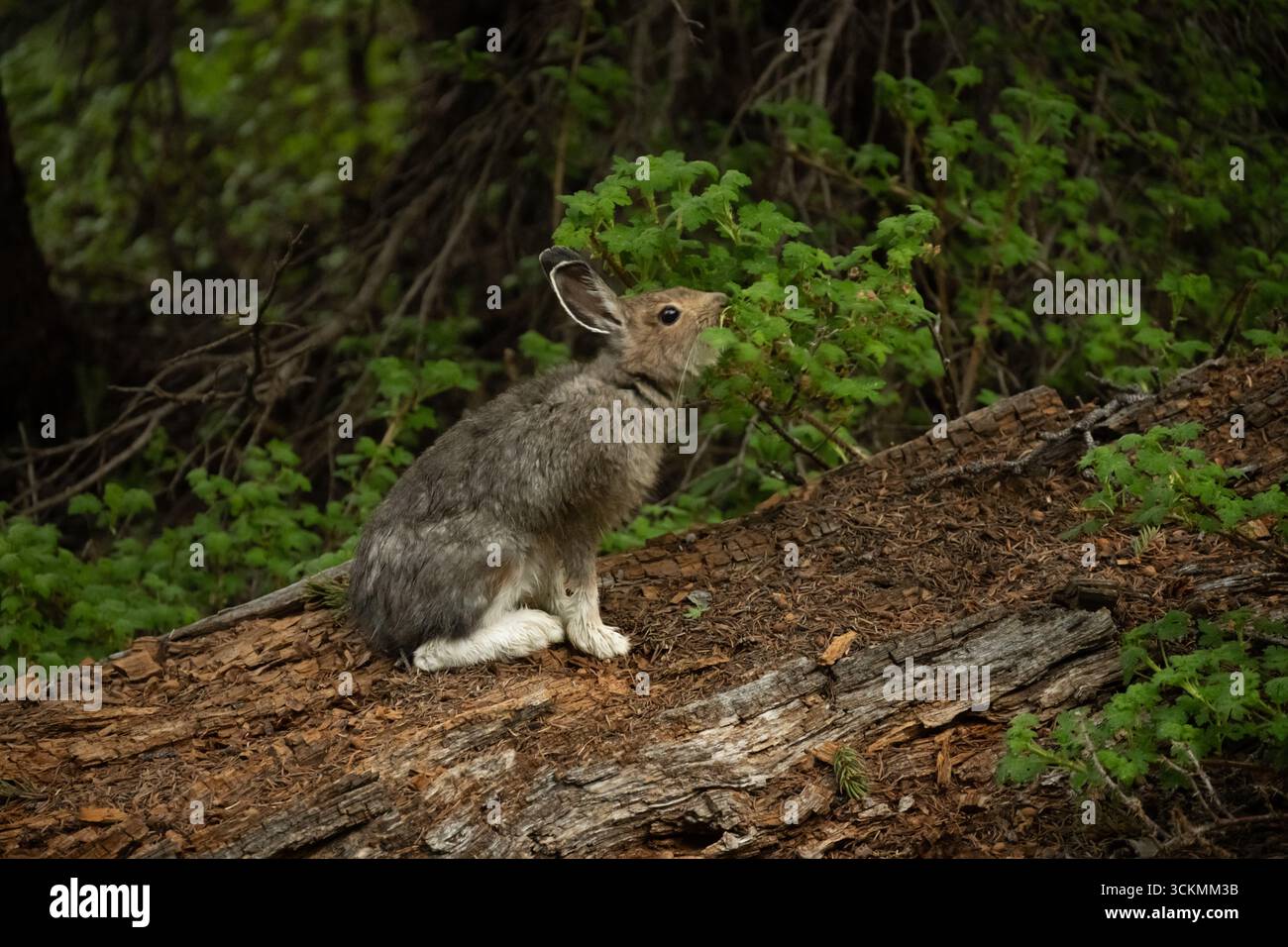 Snow Shoe Hare Sits On Decaying Tree Trunk and Nibbles On Leaves in ...