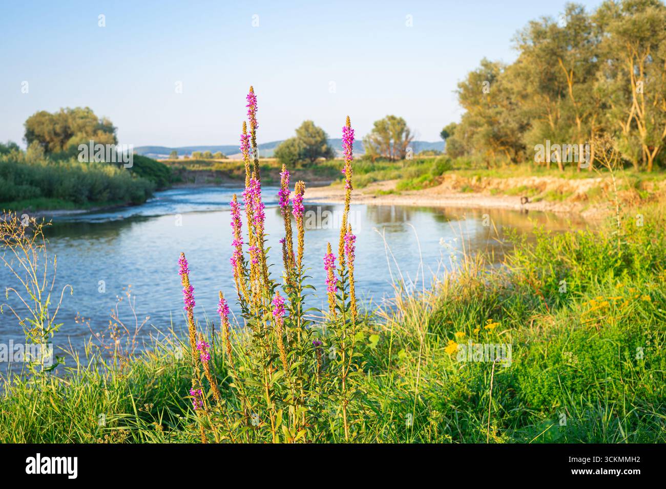 Scenic riverbank of river Mures in Transylvania, Romania with purple ...