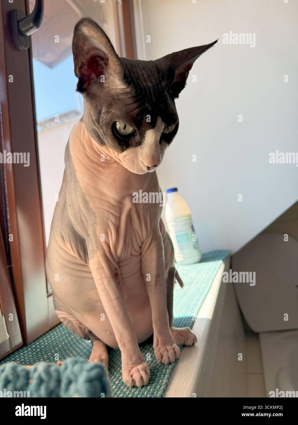 A Canadian Sphynx cat sits gracefully on a windowsill, bathed in ...
