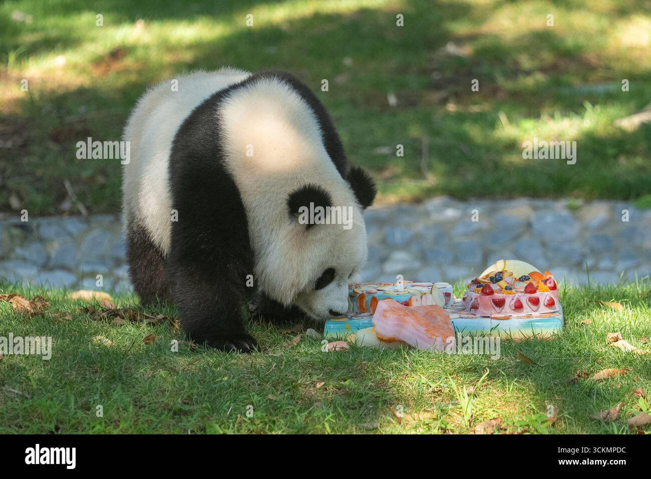 (250912) -- WASHINGTON, Sept. 12, 2025 (Xinhua) -- Giant panda Qing Bao eats the birthday cake ...