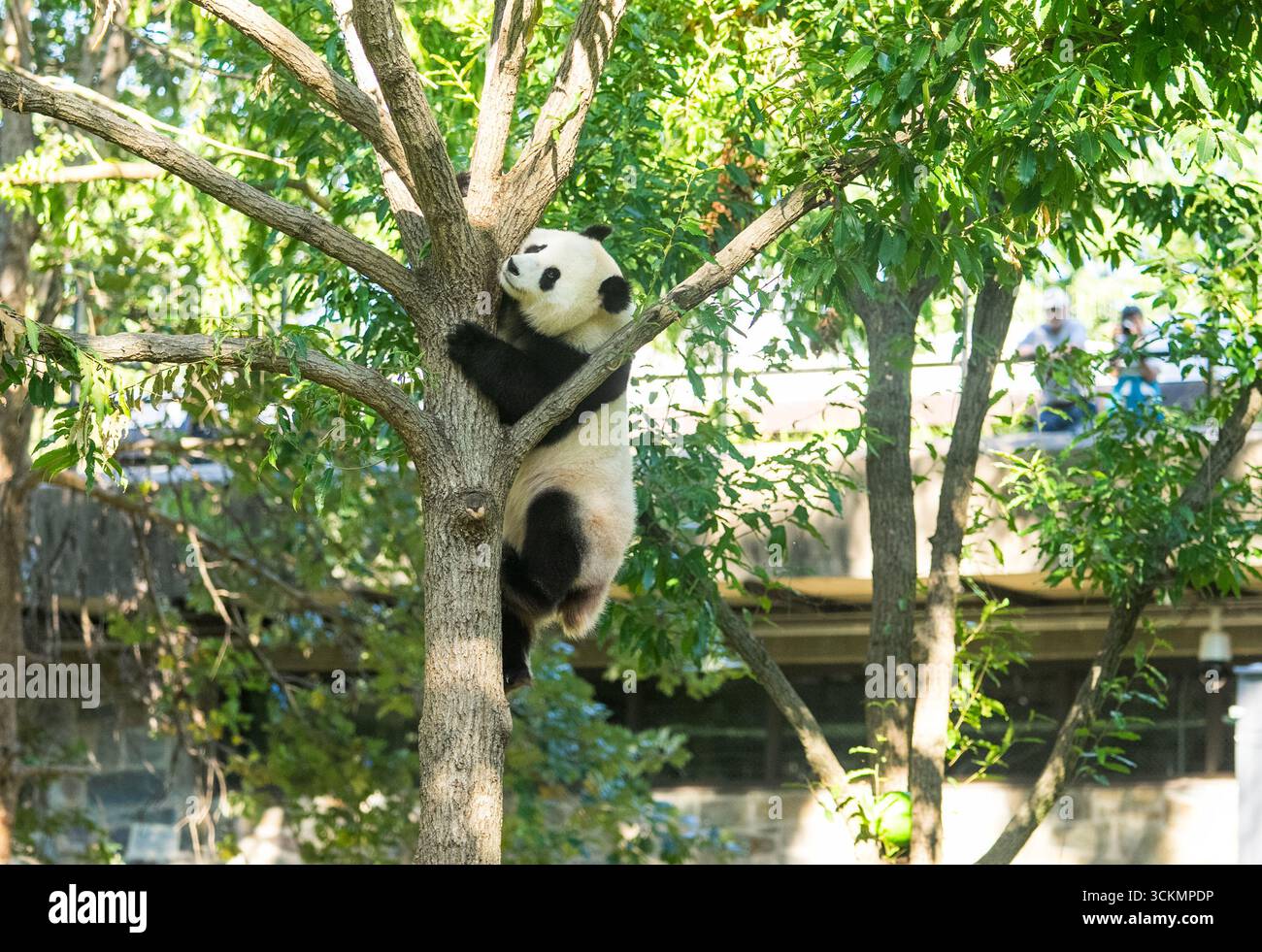 (250912) -- WASHINGTON, Sept. 12, 2025 (Xinhua) -- Giant panda Qing Bao ...
