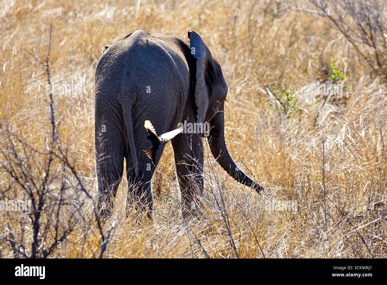 Elephant bird back hi-res stock photography and images - Alamy