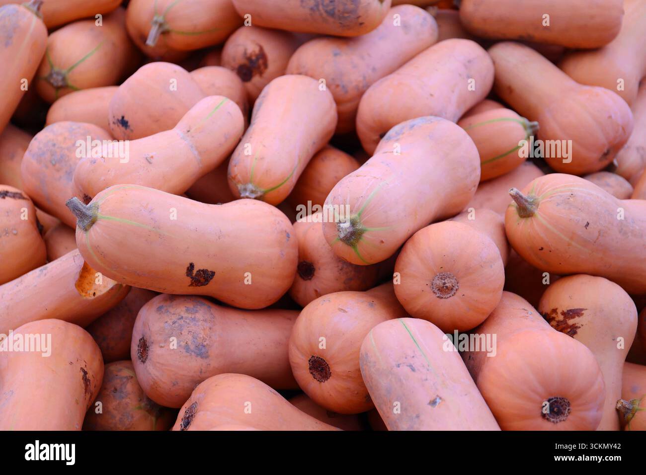 Butternut squash harvest – Many beige butternut squashes piled together ...
