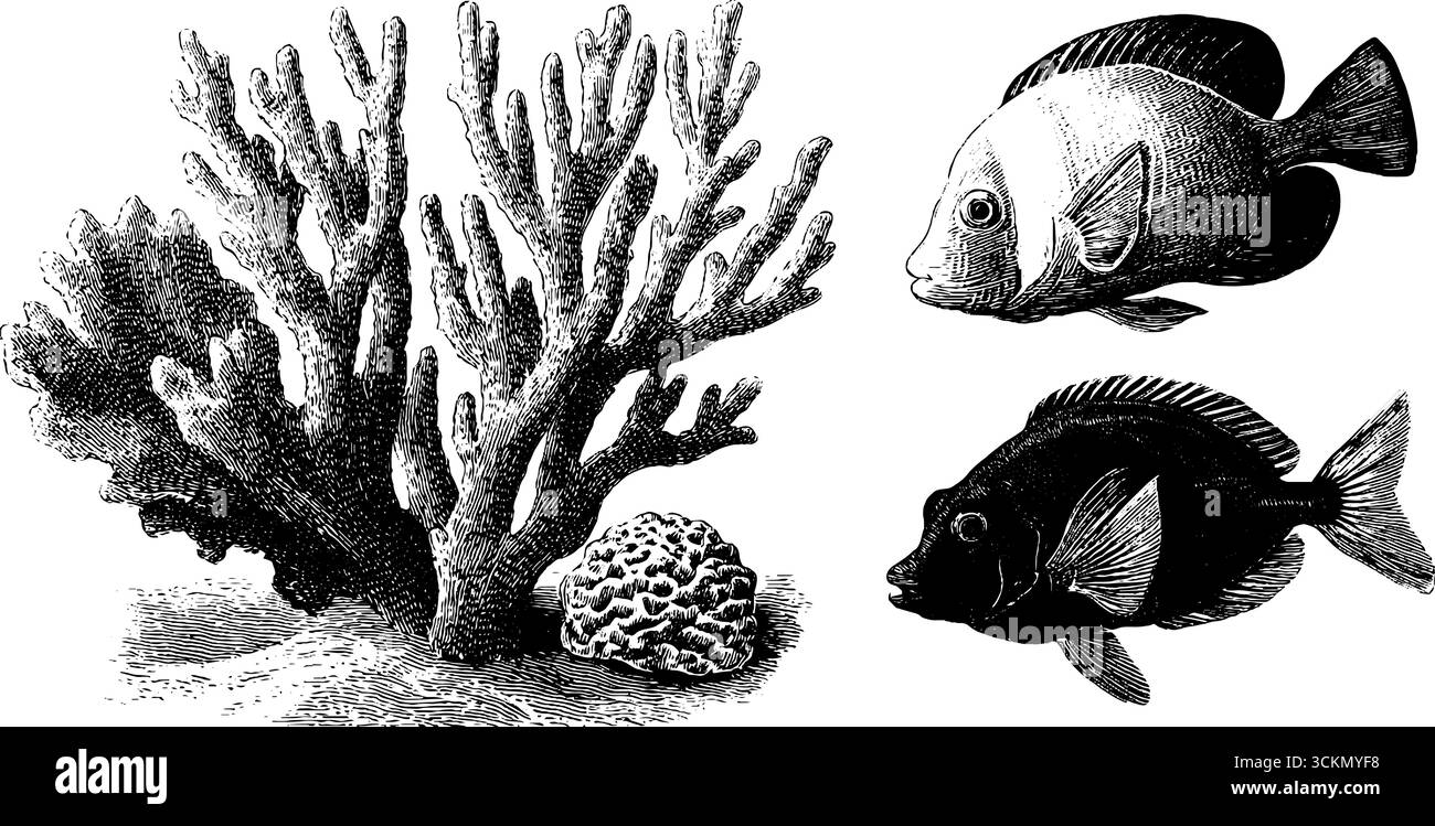Engraved coral reef illustration set featuring marine life for oceanic ...