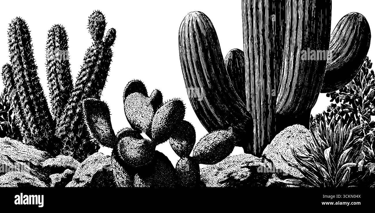 Detailed engraved illustration of diverse mexican cactus garden for ...