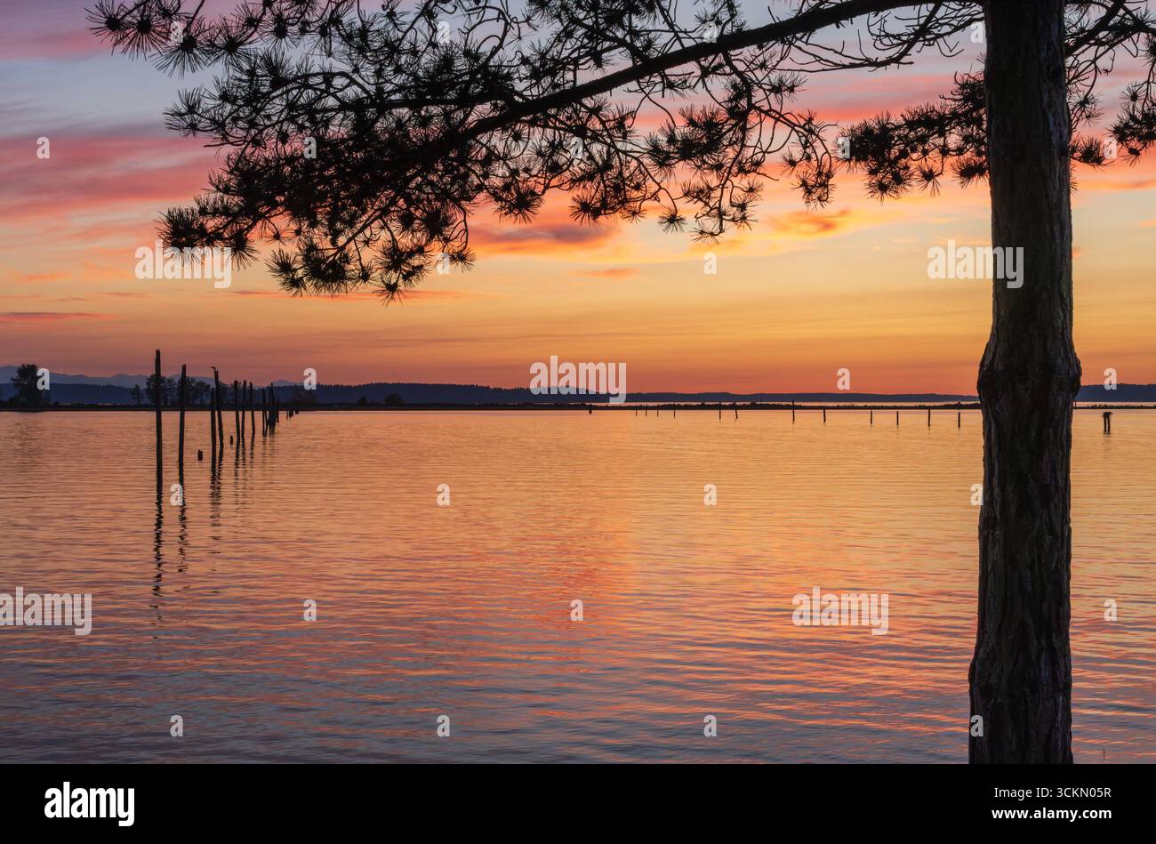 Pine tree frames old wooden posts as leading line to sunset off Everett ...