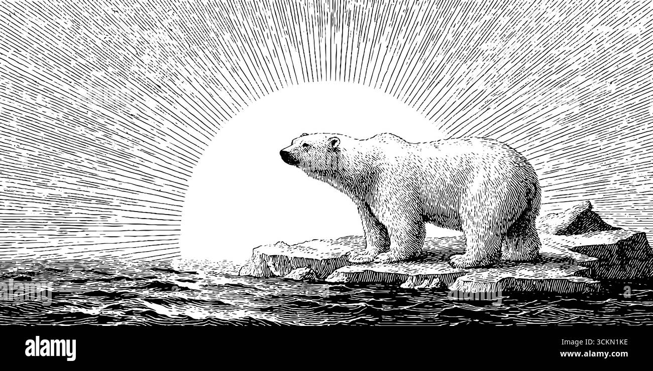 Engraved polar bear on ice floe with radiant background for art and ...