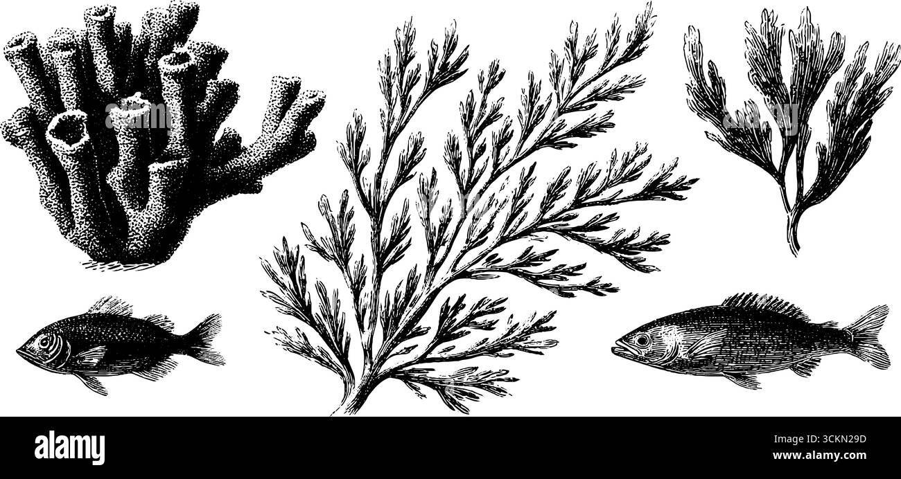 Engraved marine illustration set featuring sponge cluster and fish for ...
