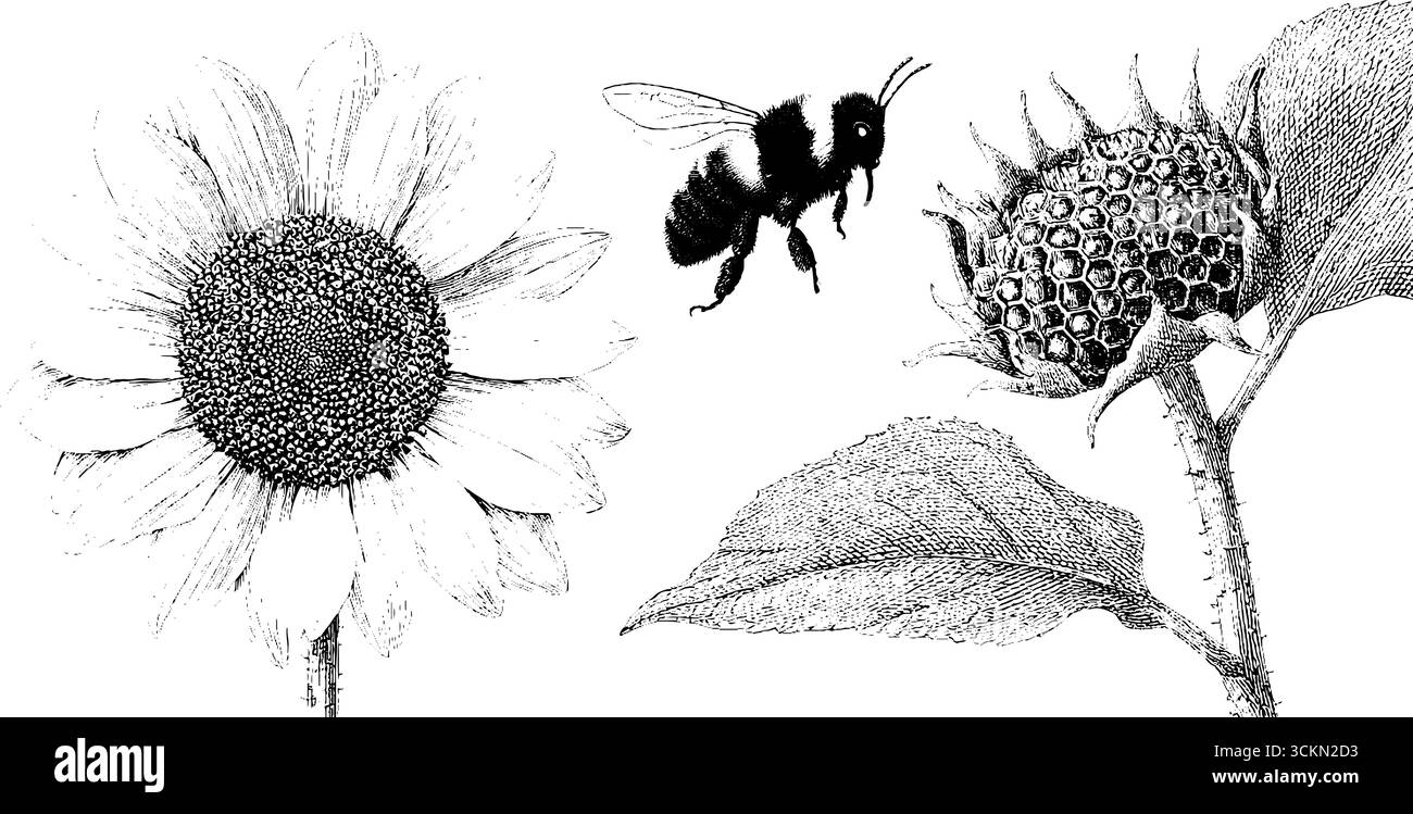 Sunflower bee vector illustration Black and White Stock Photos & Images ...