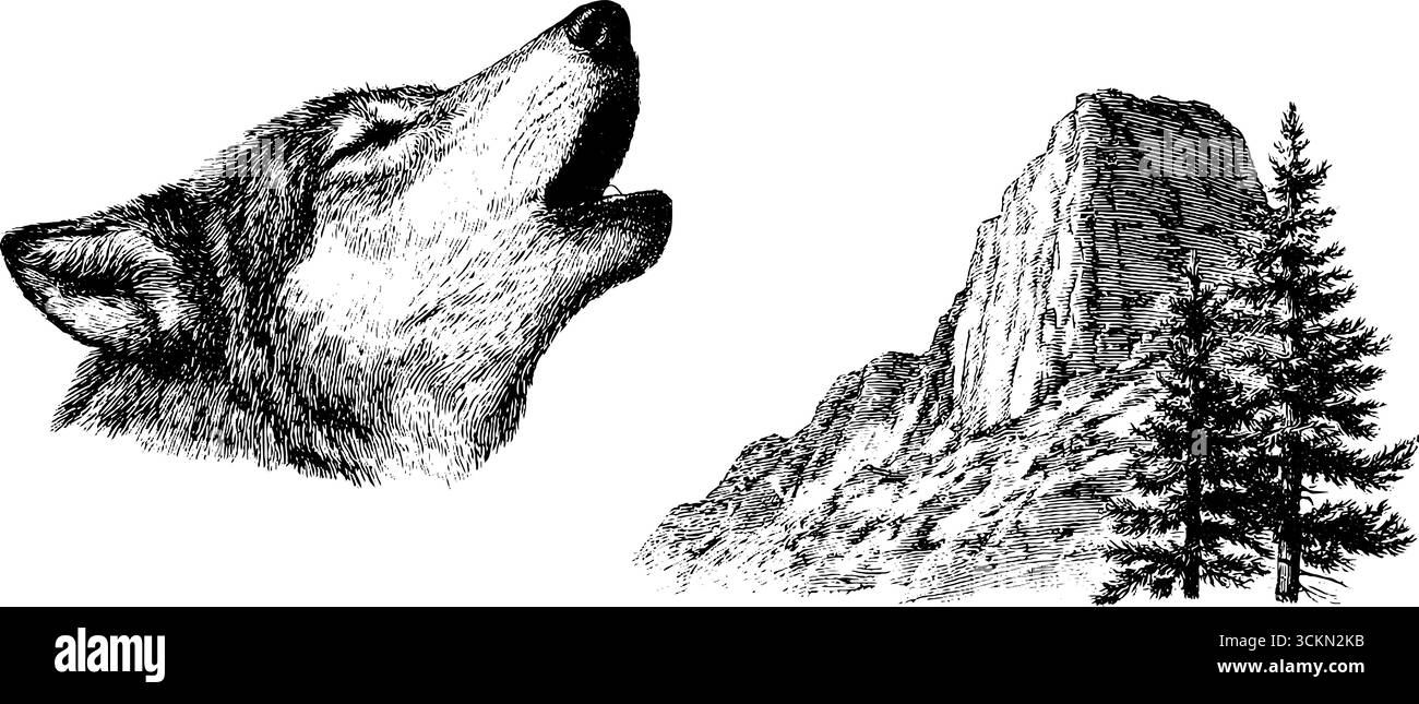 Engraved illustration of wolf howling and mountain with pine trees for ...