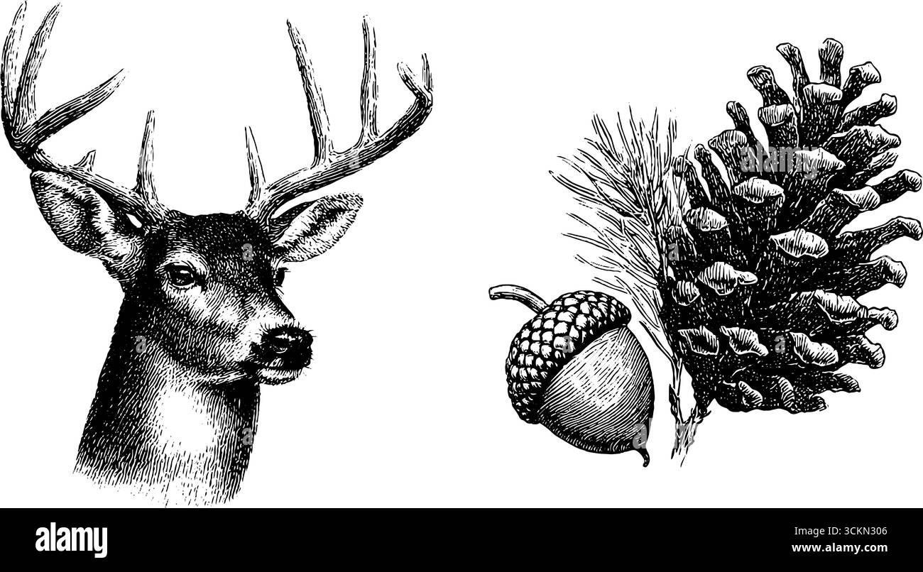 Engraved forest deer head Black and White Stock Photos & Images - Alamy