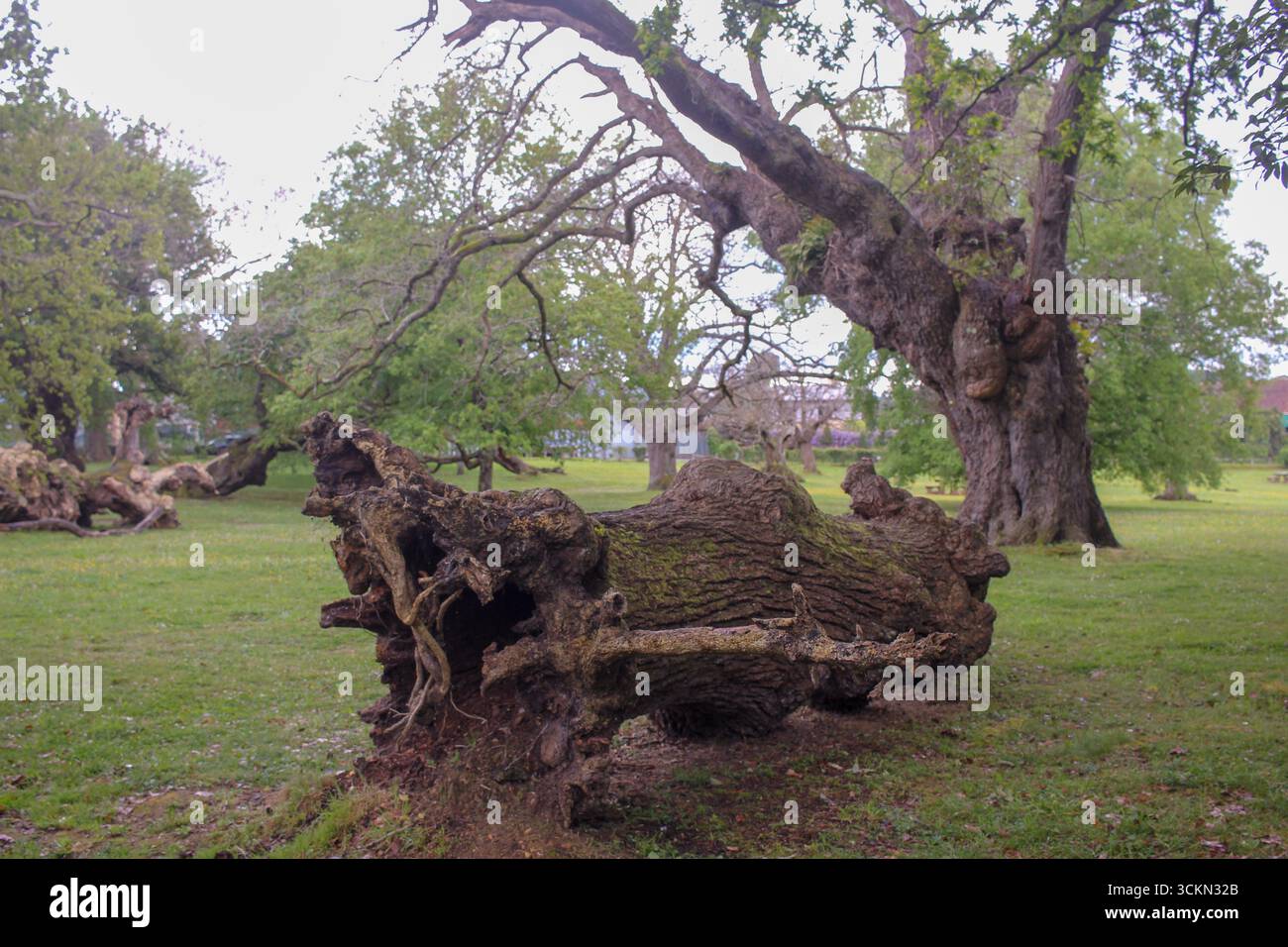 Beautiful park filled trees hi-res stock photography and images - Alamy