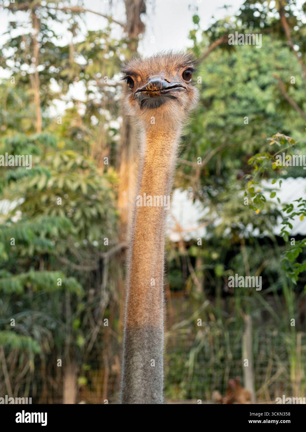 A popular wild,flightless bird,at a recreational family area,within the ...